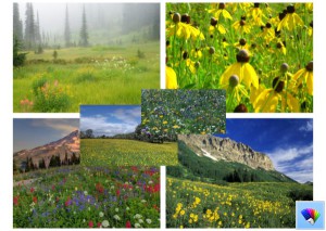 Meadows theme for Windows 8