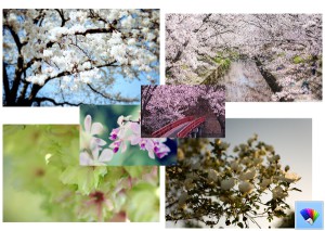 Spring Blossoms theme for Windows 8