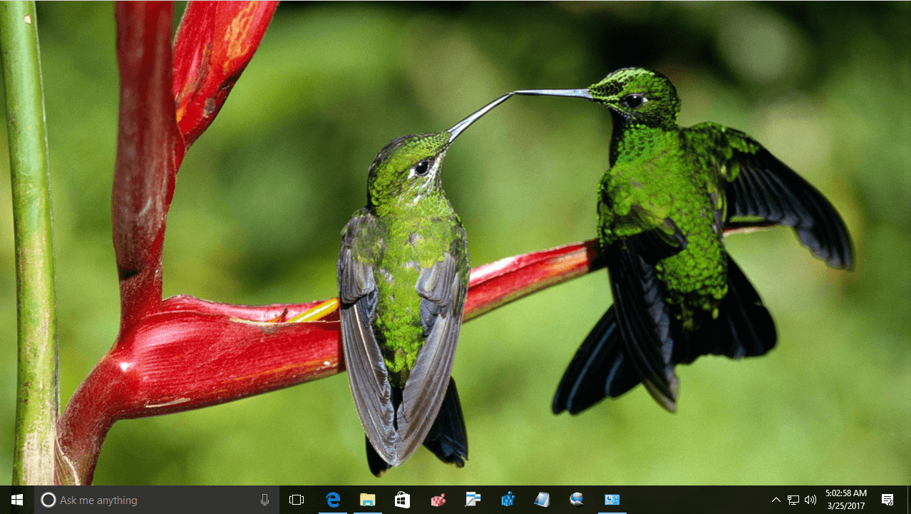 Download Animal Affection theme for Windows 10, 8 and 7