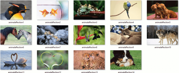 Download Animal Affection theme for Windows 10, 8 and 7