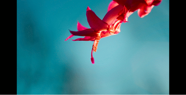 Play Image Slide Show in Windows 10 from File Explorer